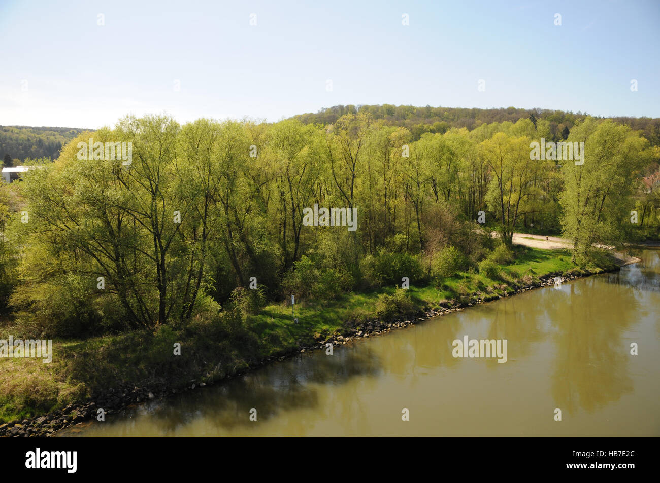 Salix alba, Silver willow, riparian forest Stock Photo - Alamy