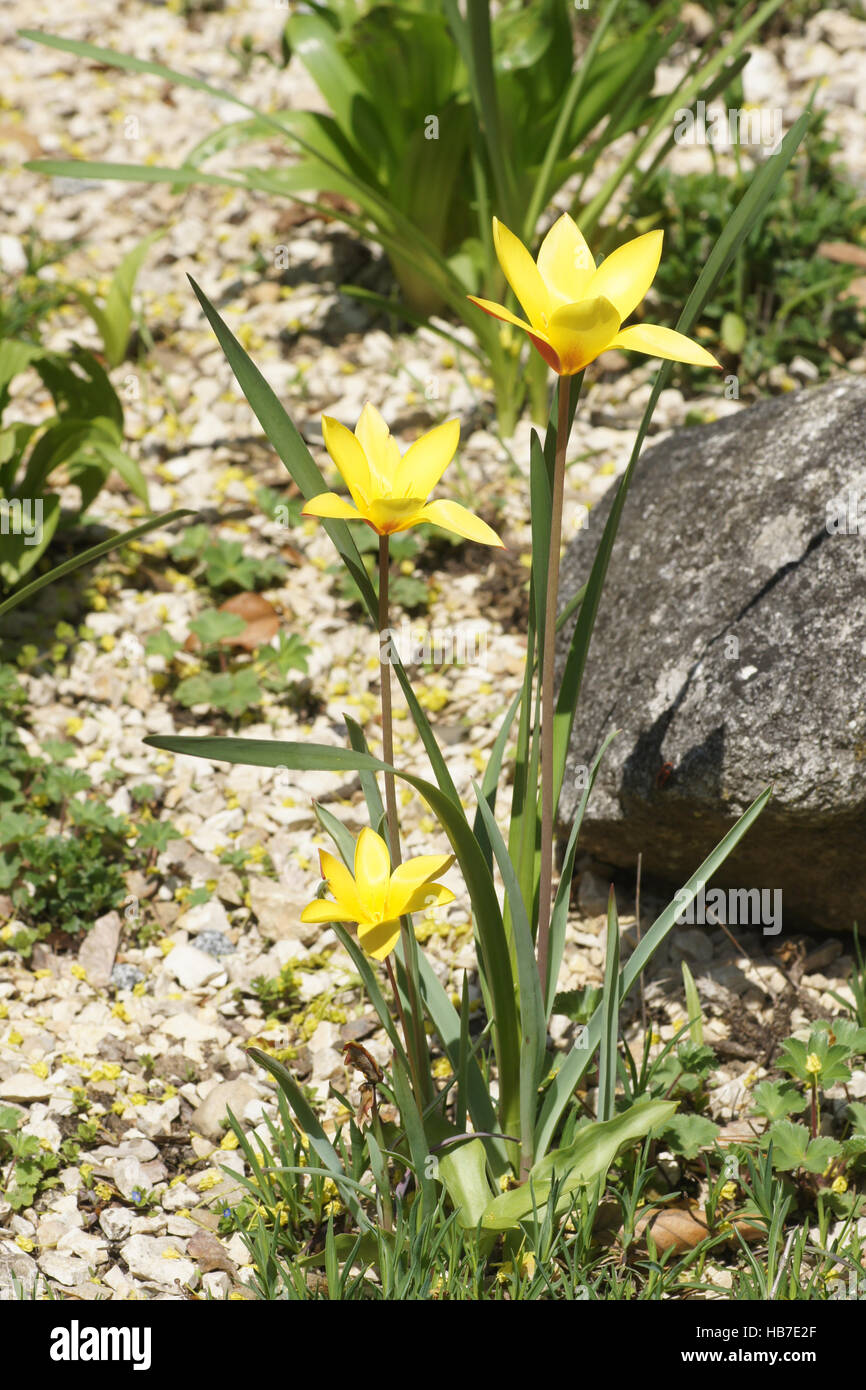 Tulipa sylvestris, Woodland tulip Stock Photo - Alamy