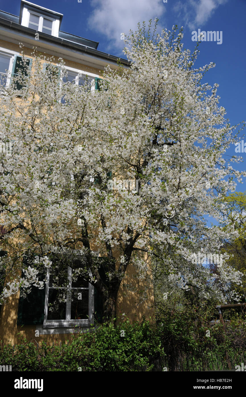 Prunus Cerasus Flower Stock Photos & Prunus Cerasus Flower Stock Images ...