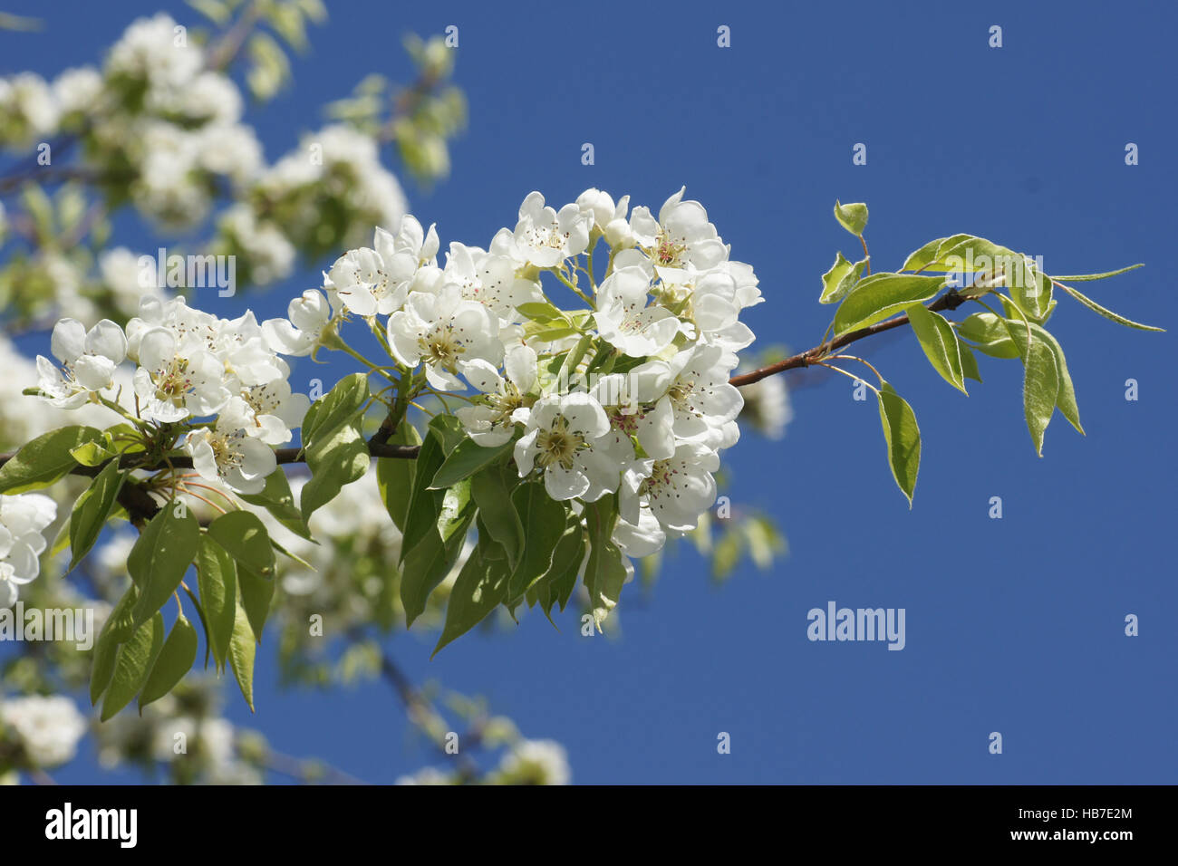 Pyrus communis, Pear tree Stock Photo - Alamy