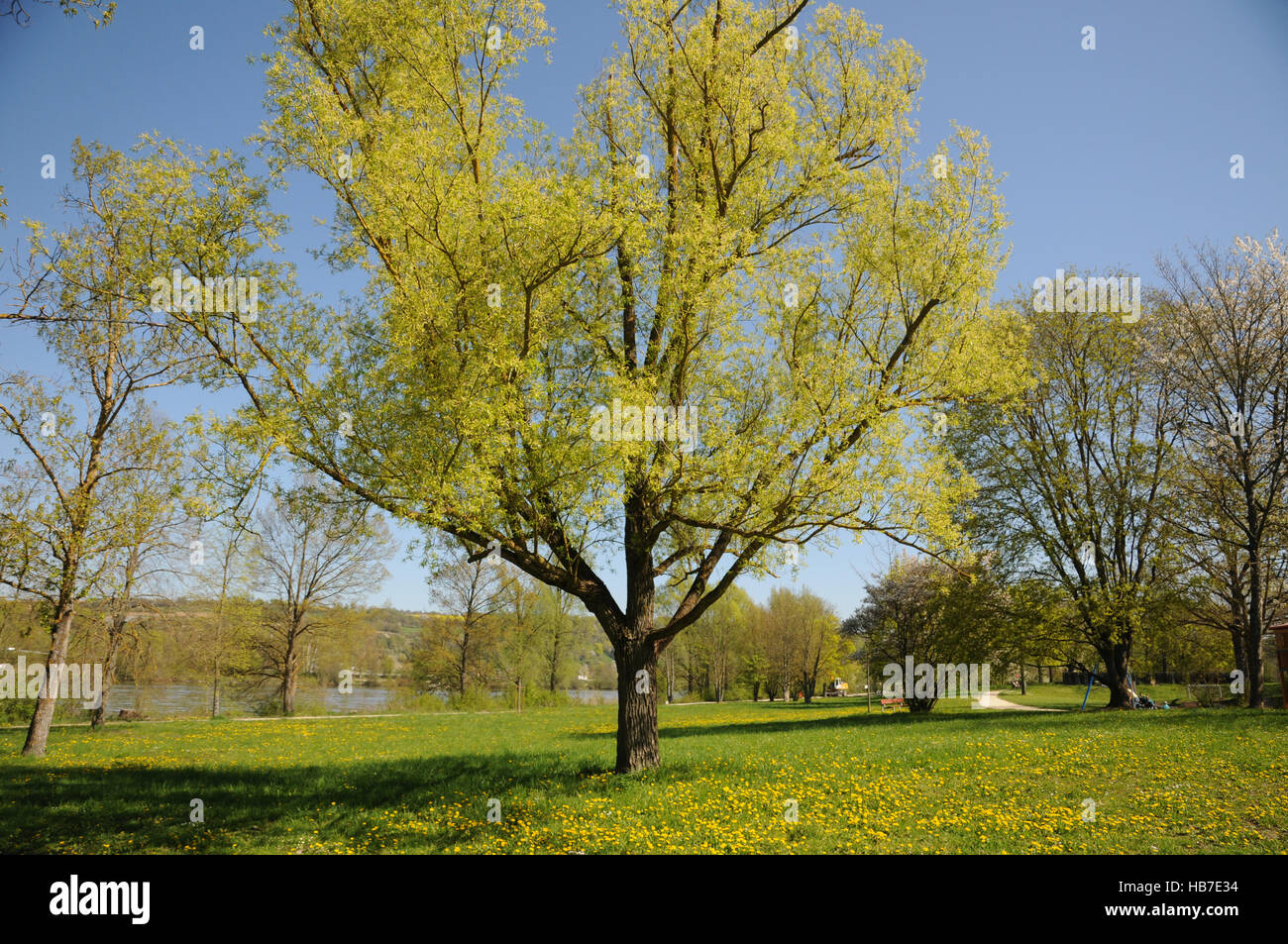 Salix alba, Silver willow Stock Photo - Alamy
