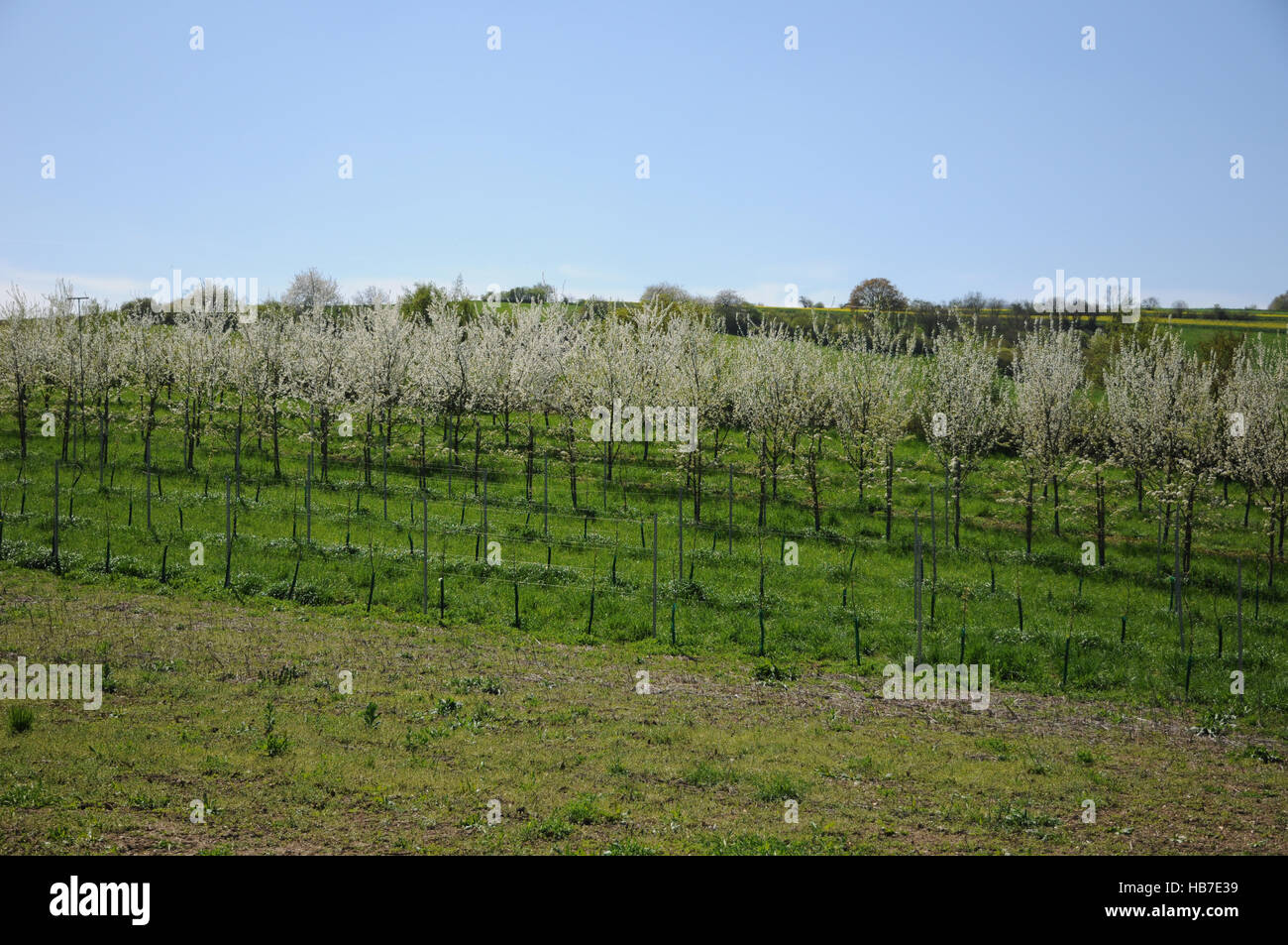 Prunus domestica, Plum tree, fruit farm Stock Photo - Alamy