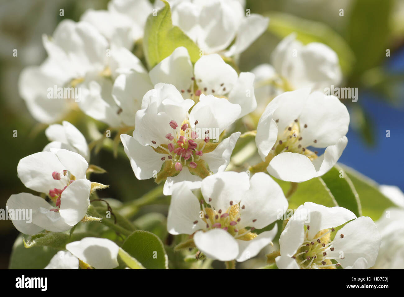 Pyrus communis, Pear tree Stock Photo - Alamy