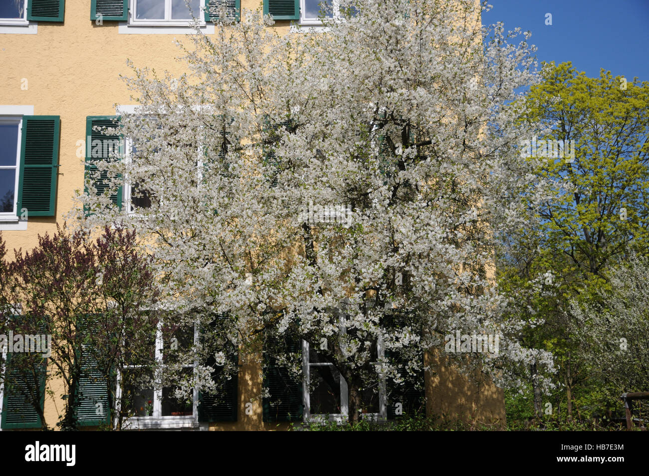 Sour cherry cerasus vulgaris or prunus cerasus hi-res stock photography ...