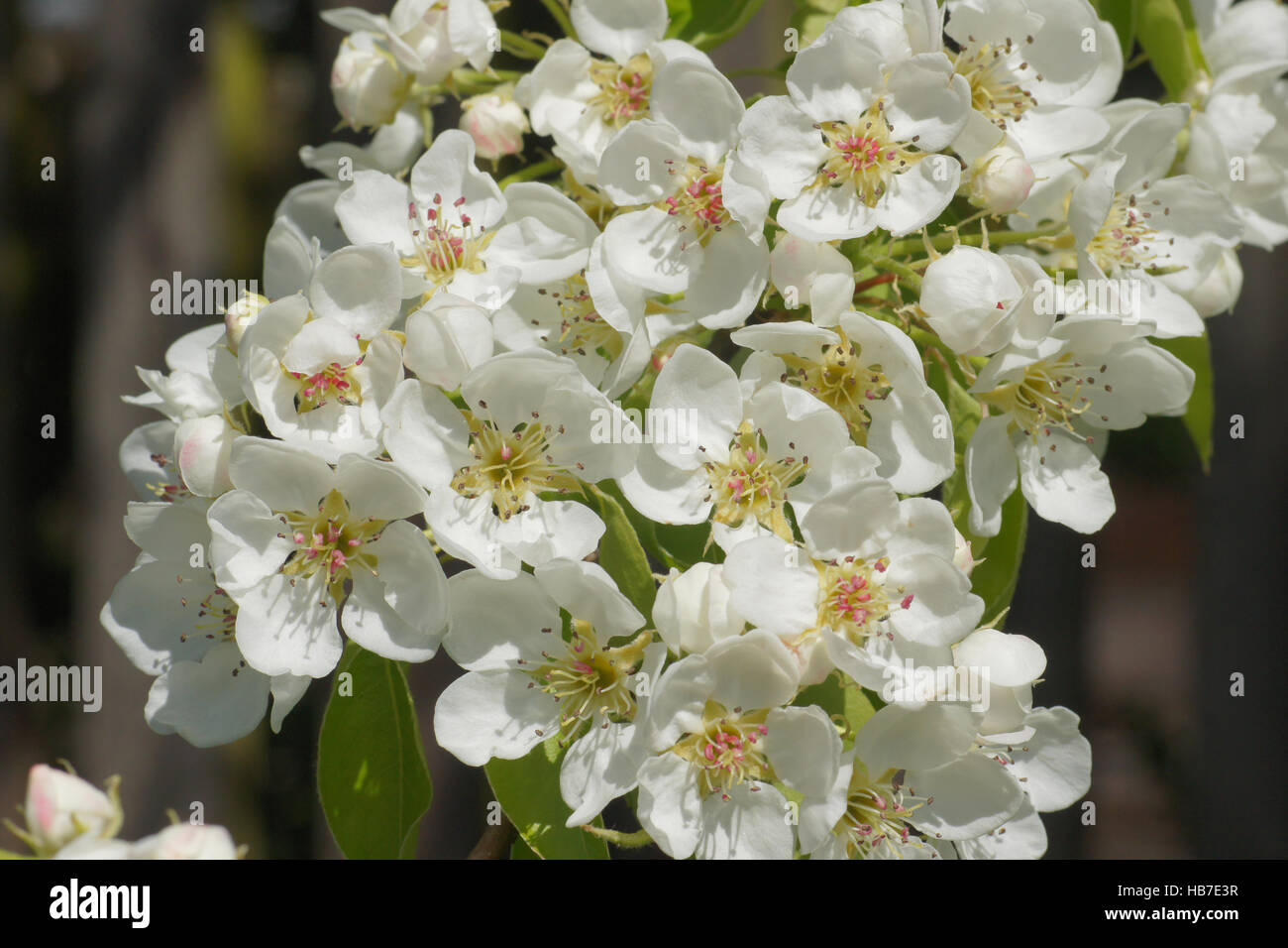 Pyrus communis, Pear tree Stock Photo - Alamy
