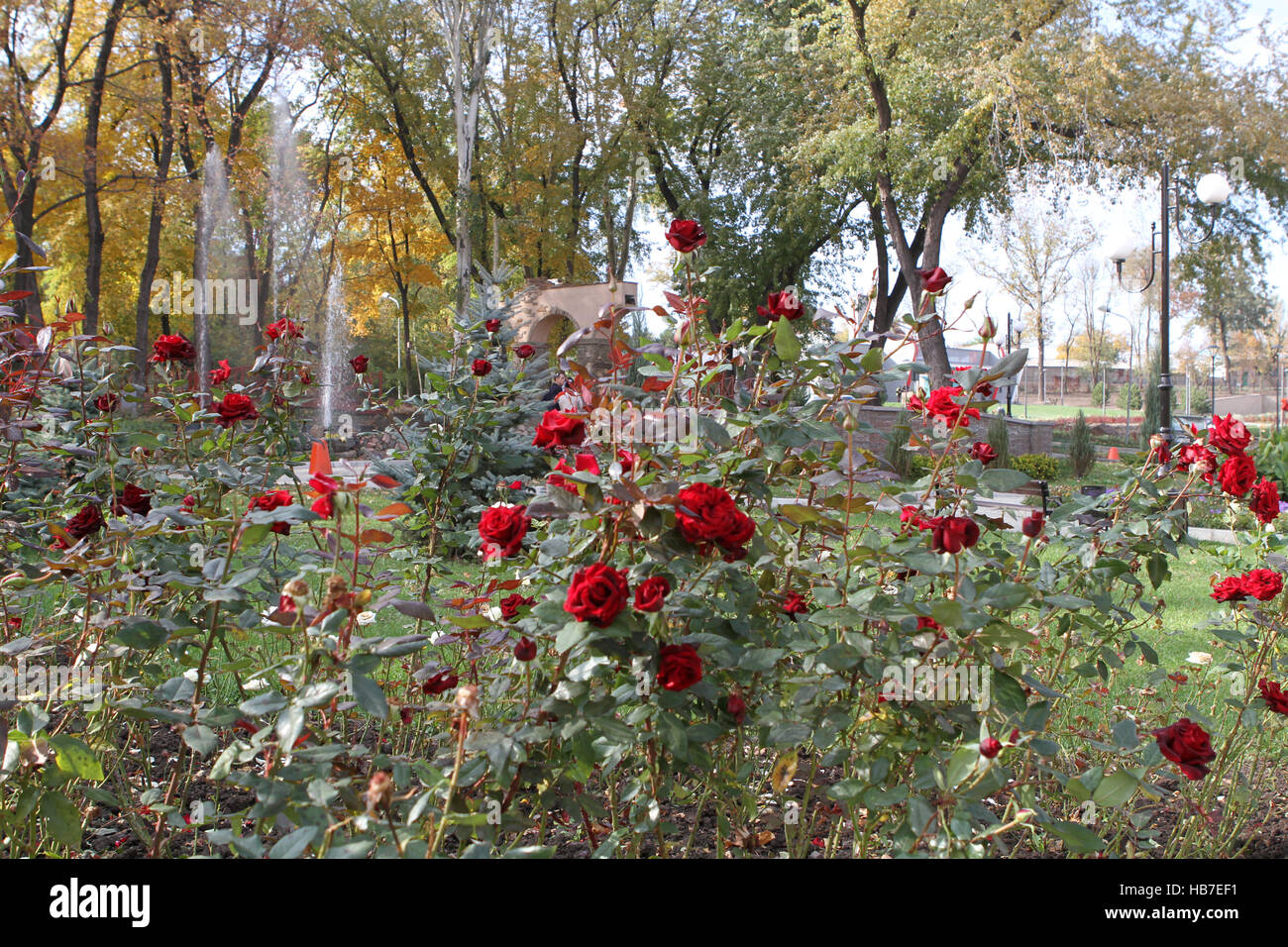 Beautiful autumn trees pathway colorful hi-res stock photography and ...