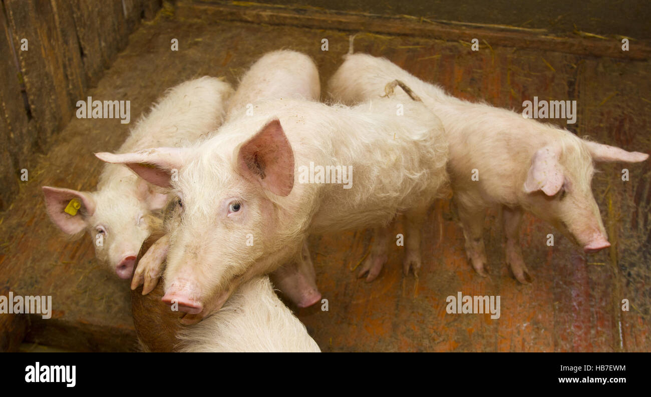 group of pigs staring inside the piggery Stock Photo - Alamy