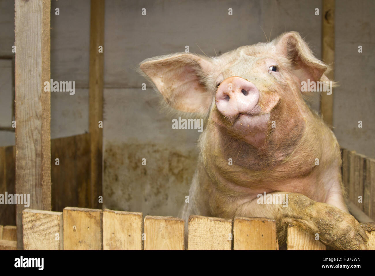 pig standing up and staring at the camera inside the piggery Stock ...