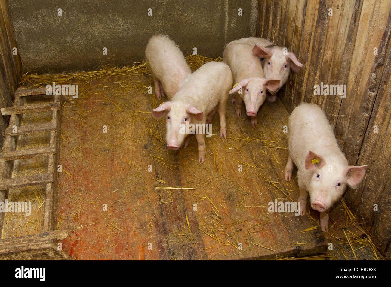 Staring animal swine hi-res stock photography and images - Alamy