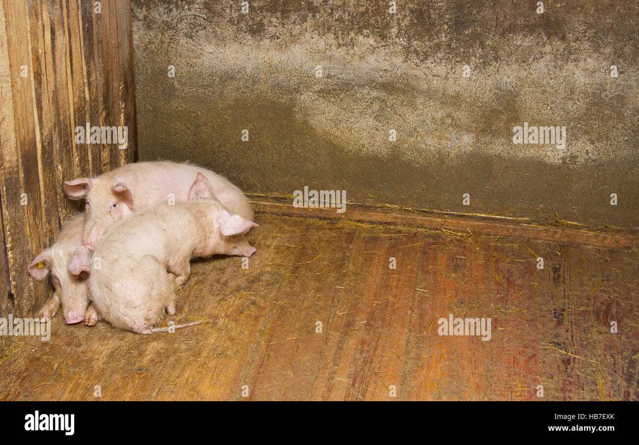 pigs lying on the floor inside the piggery Stock Photo - Alamy