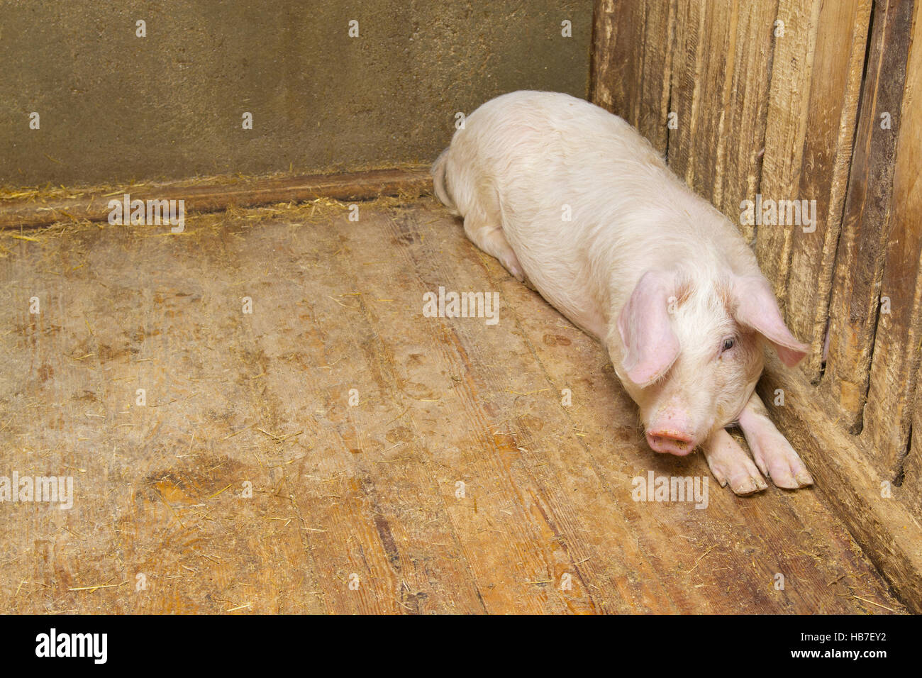 pig lying on the floor inside the piggery Stock Photo - Alamy