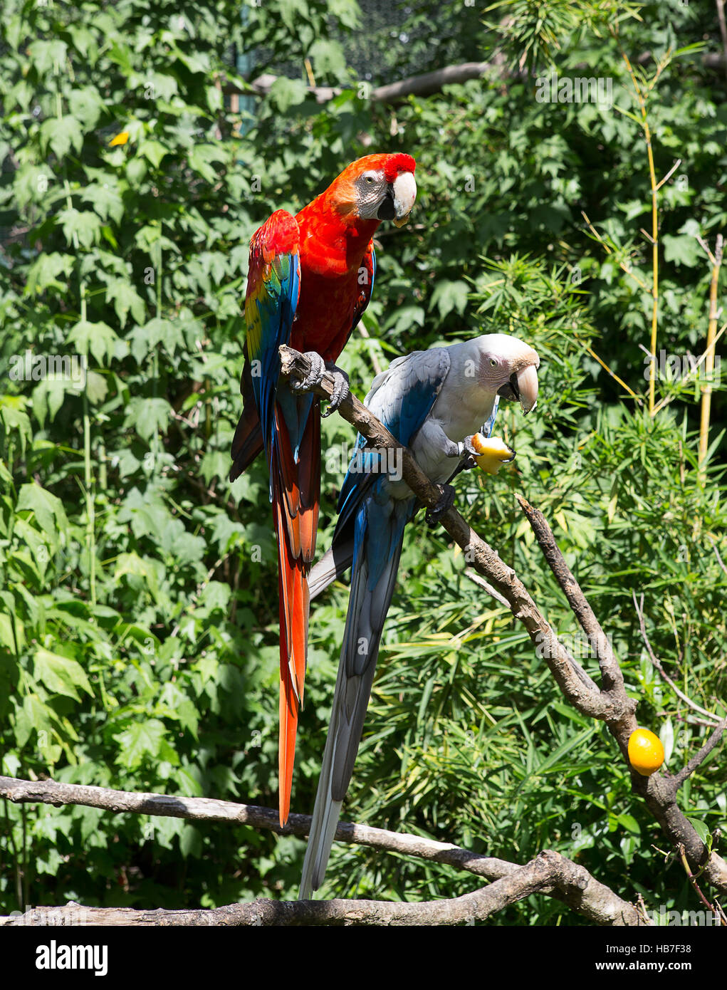 Grune blaetter hi-res stock photography and images - Alamy