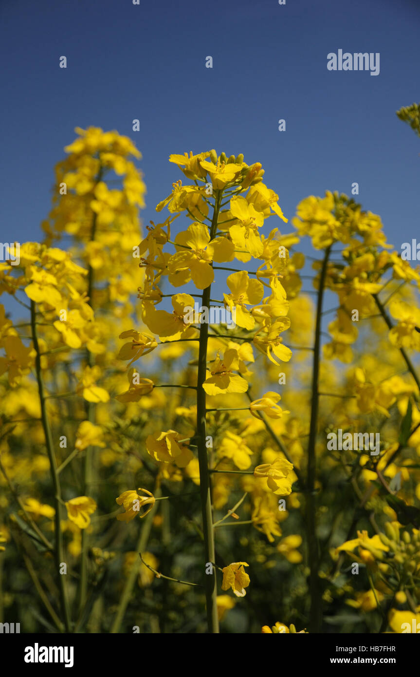 Brassica napus, Rape seed Stock Photo - Alamy