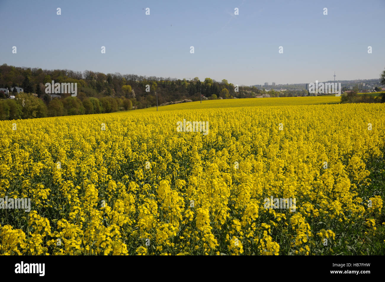 Brassica napus, Rape seed Stock Photo - Alamy