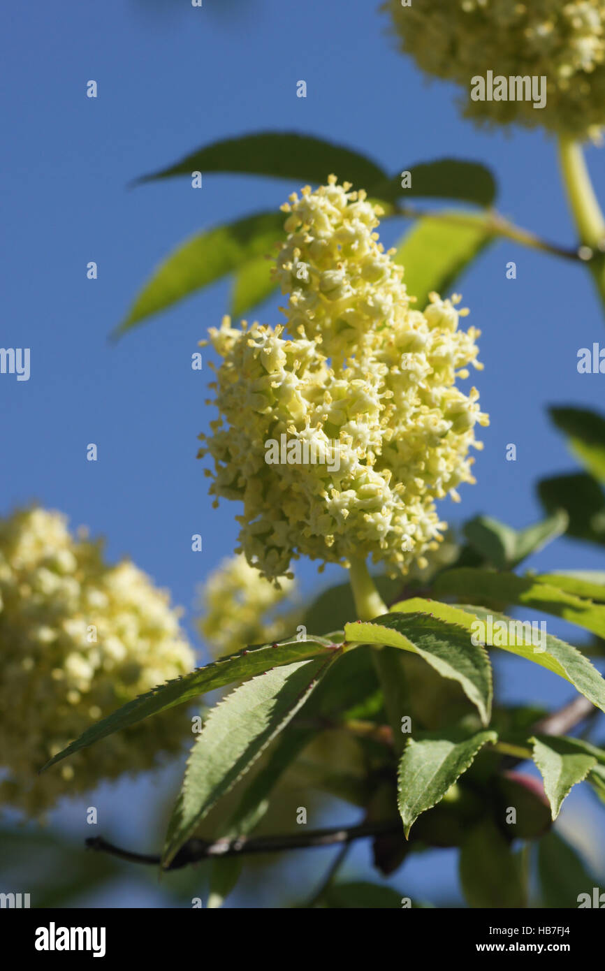 Sambucus racemosus, Red elder Stock Photo - Alamy