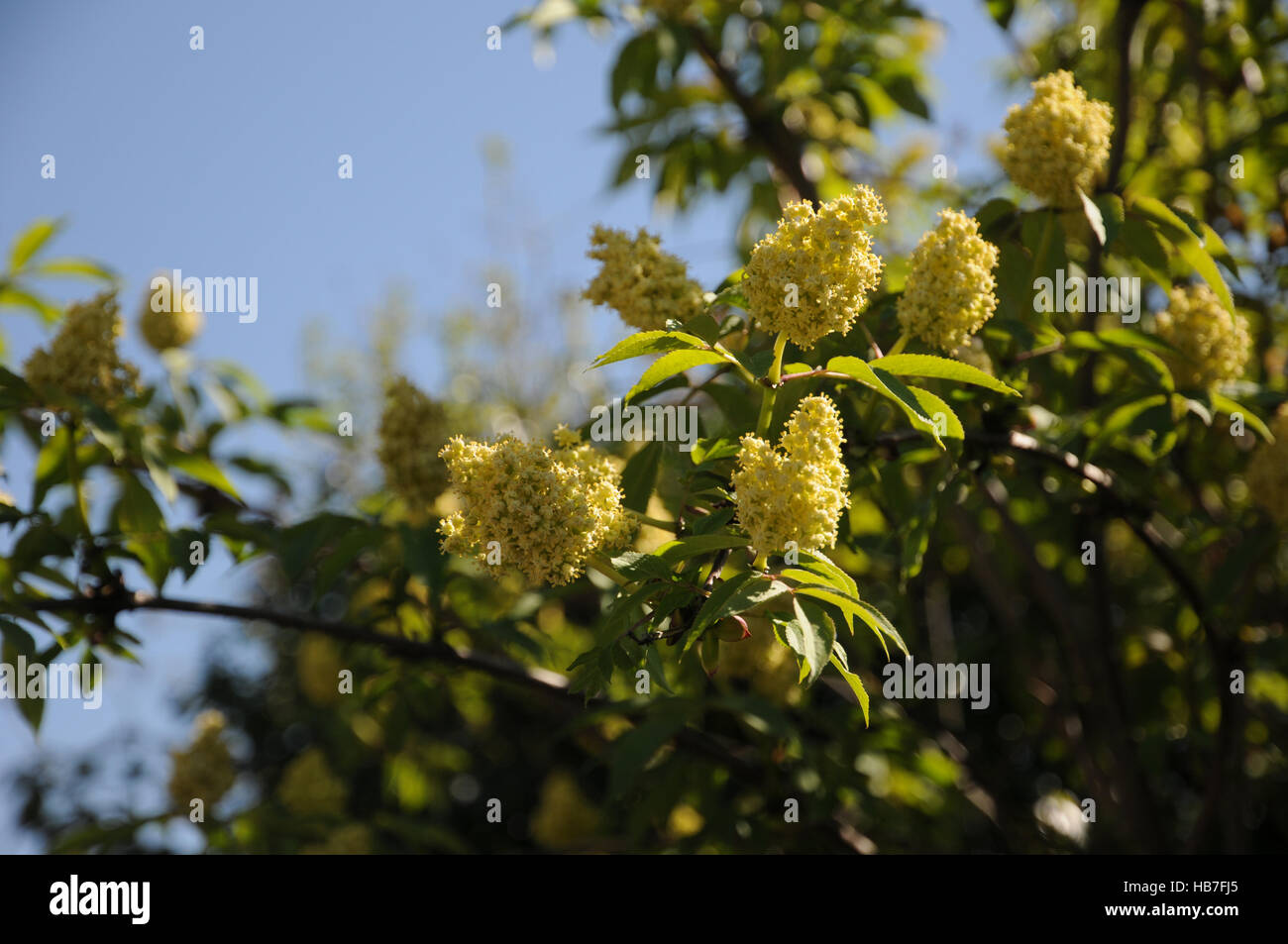 Roter holunder sambucus racemosa hi-res stock photography and images ...