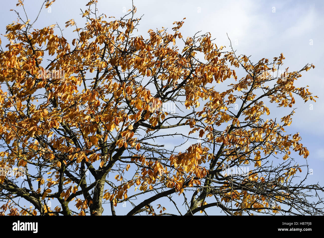 Orange autumn leaves cherry hi-res stock photography and images - Alamy