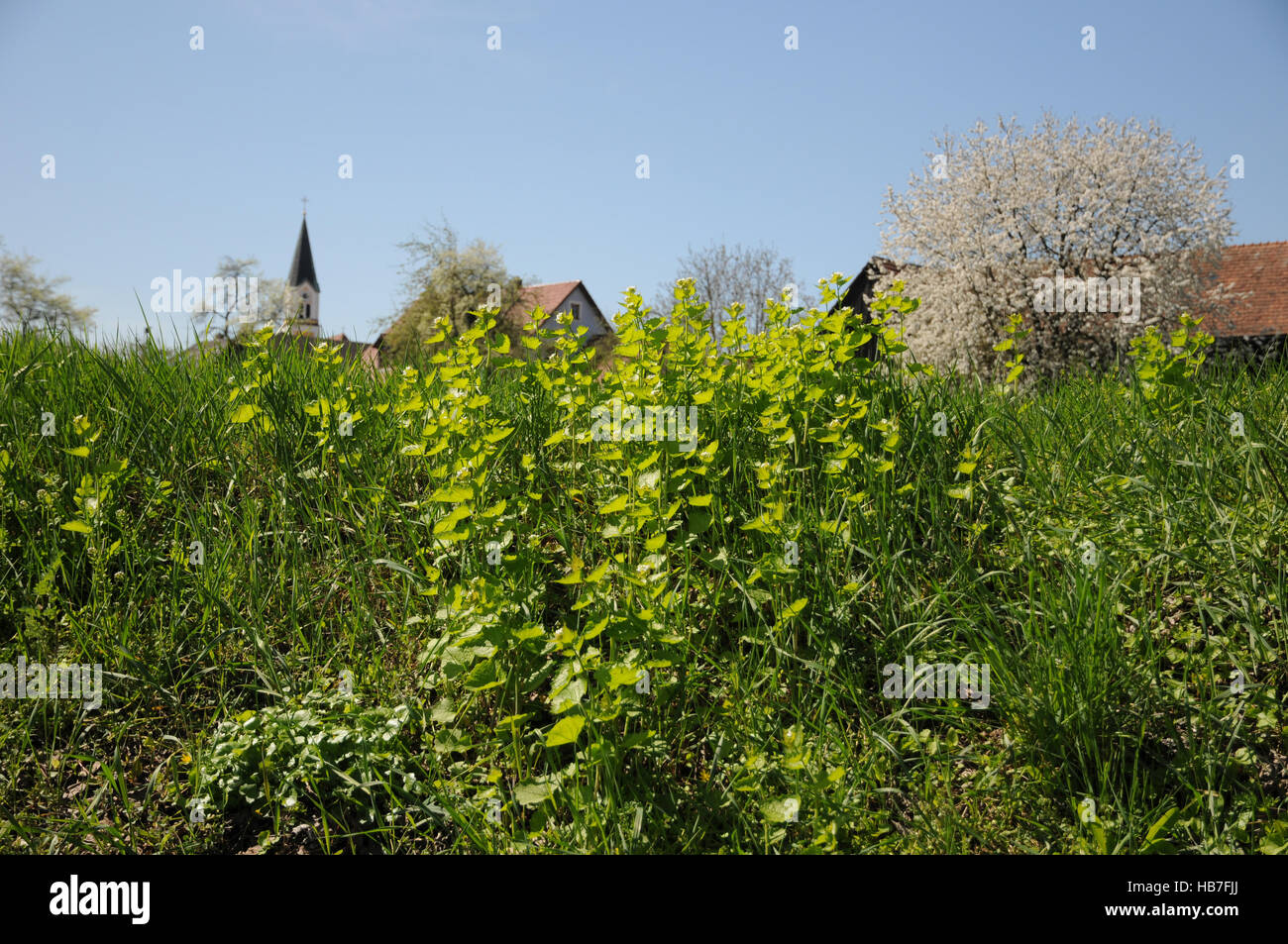 Plant alliaria officinalis hi-res stock photography and images - Alamy