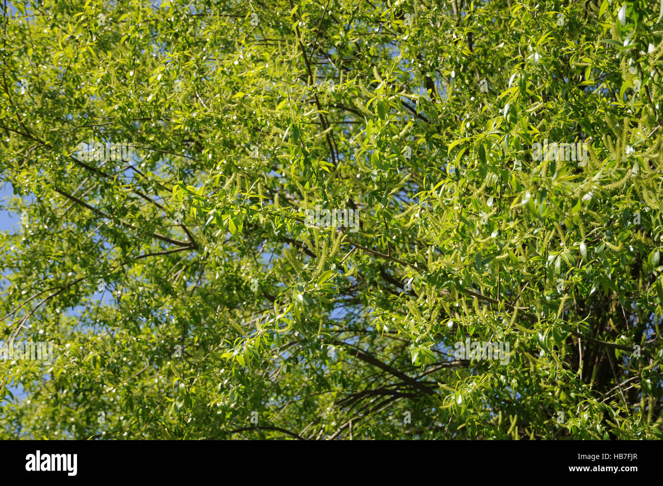 Salix fragilis, Crack willow Stock Photo - Alamy
