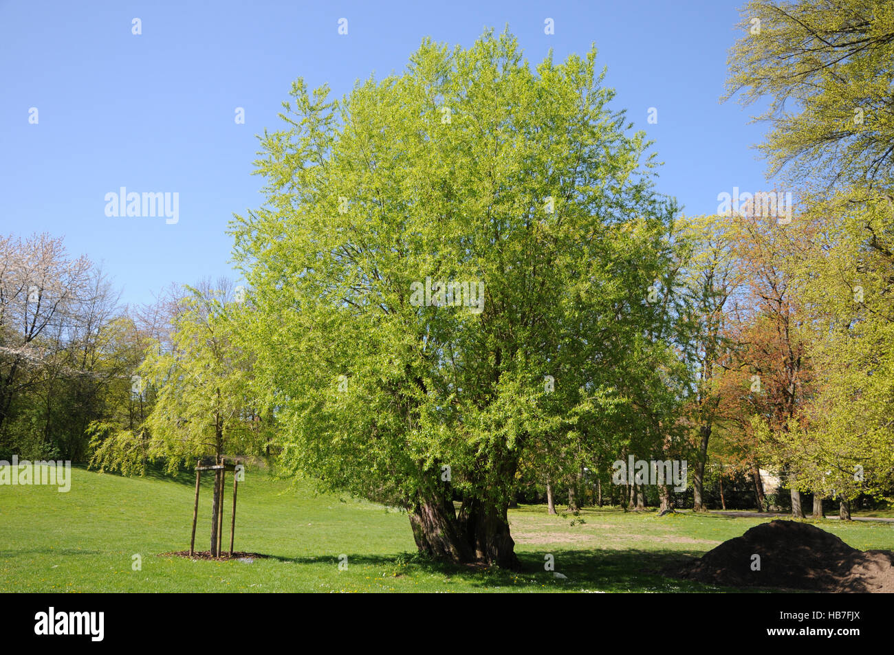 Salix fragilis hi-res stock photography and images - Alamy