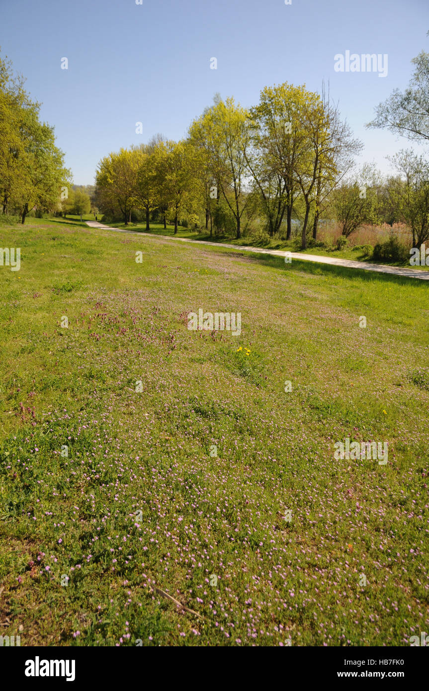 Common storksbill flower hi-res stock photography and images - Alamy