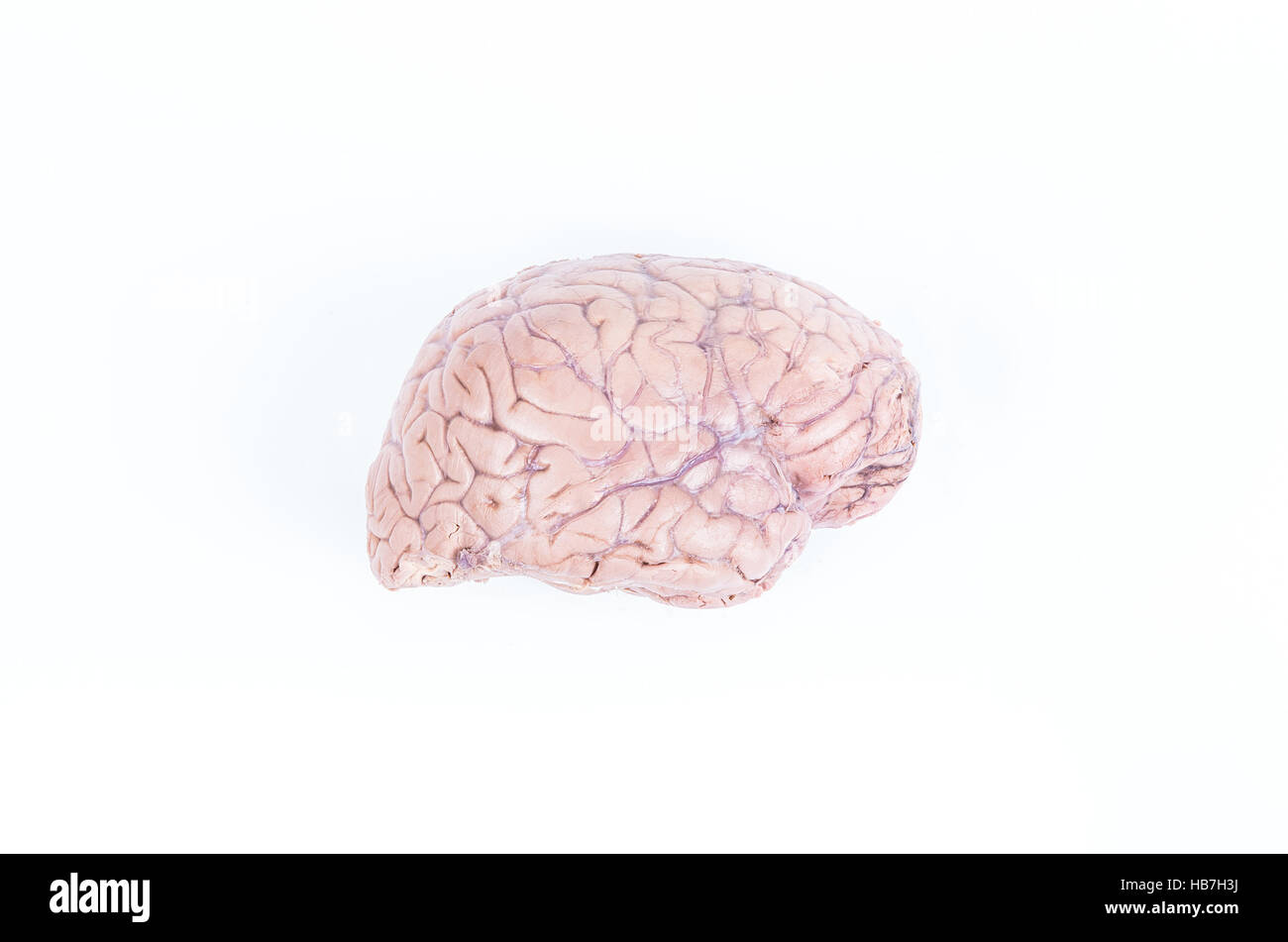 Real human brain anatomy hi-res stock photography and images - Alamy