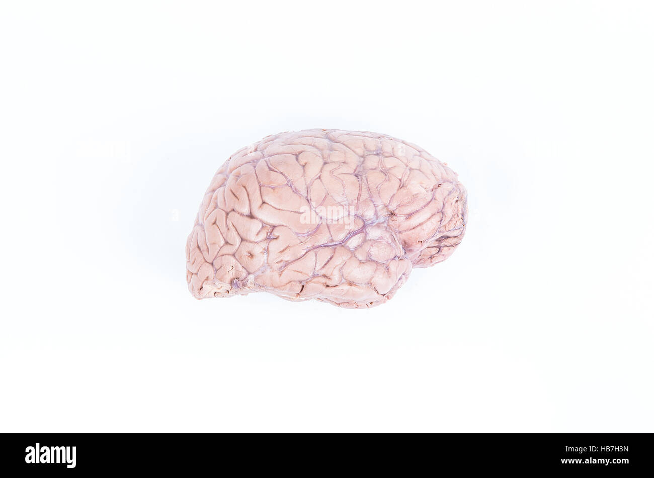 Cerebrum brainstorming hi-res stock photography and images - Alamy
