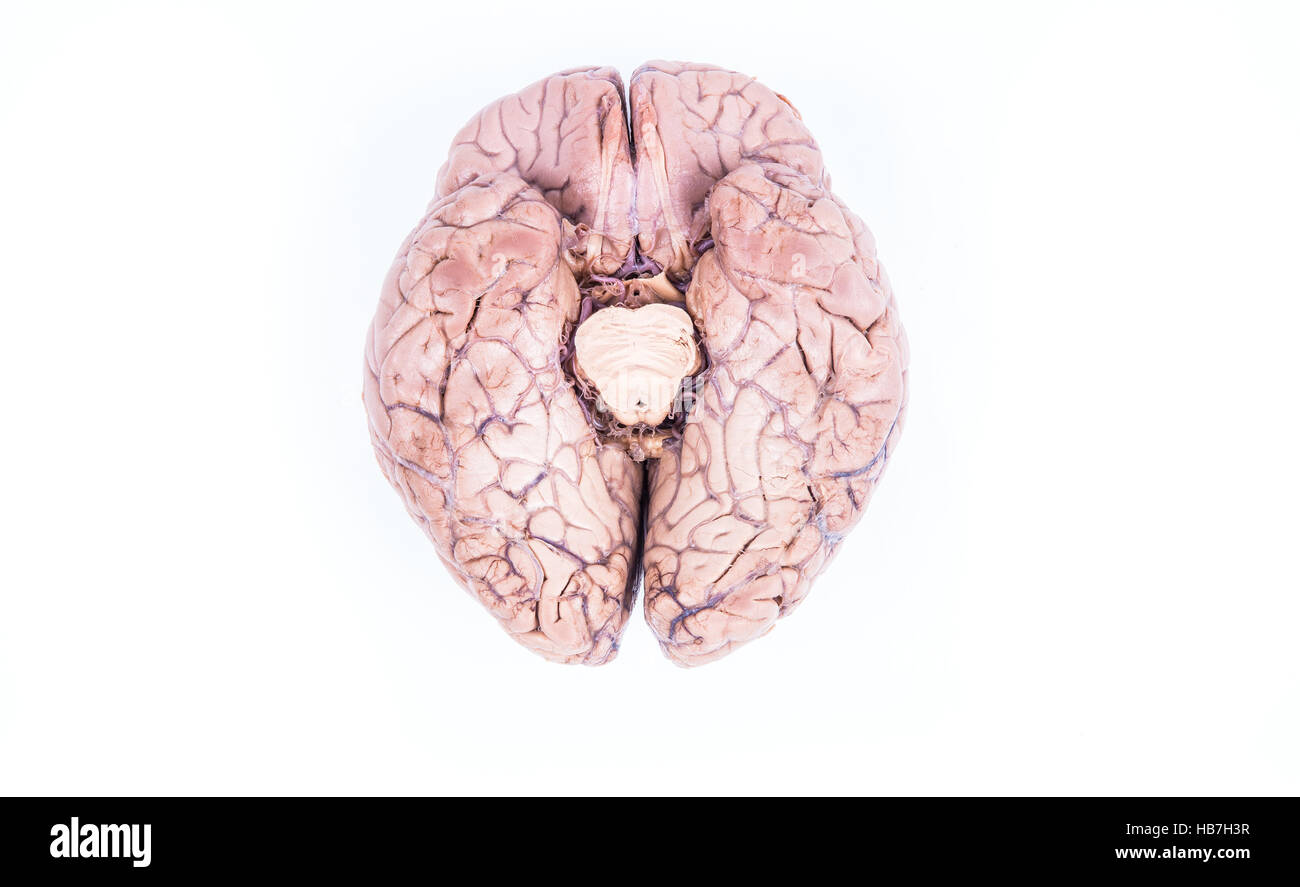real human brain isolated on white Stock Photo - Alamy