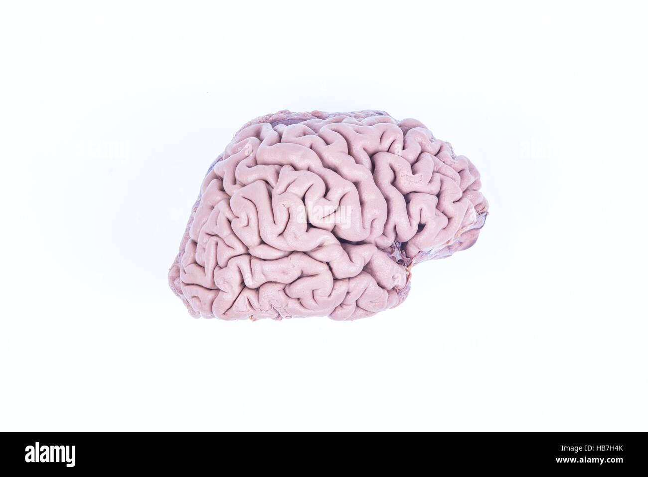 Real brain hi-res stock photography and images - Alamy