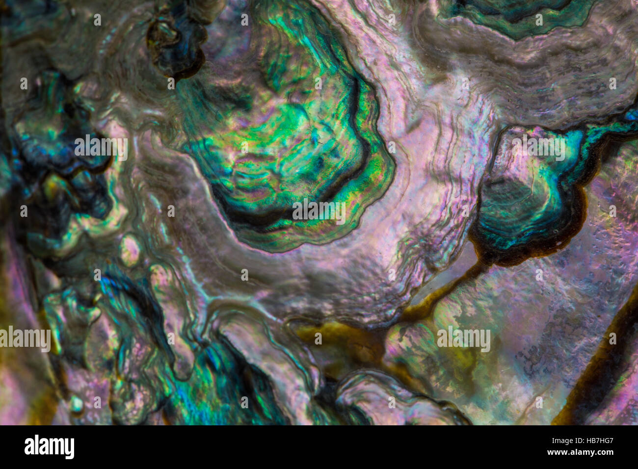 Macro view of a seashell from the inside Stock Photo - Alamy