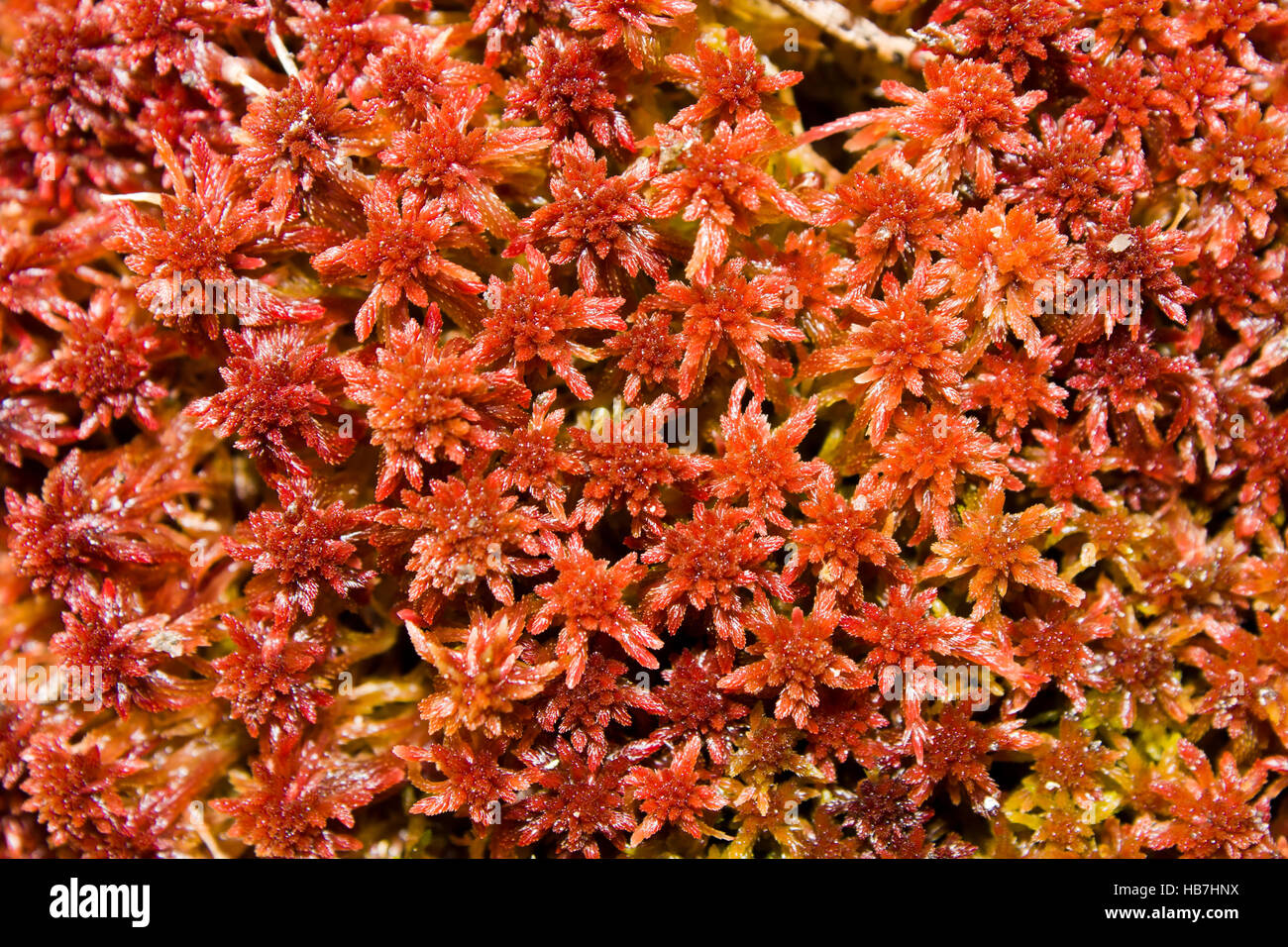 red moss close up as background Stock Photo - Alamy