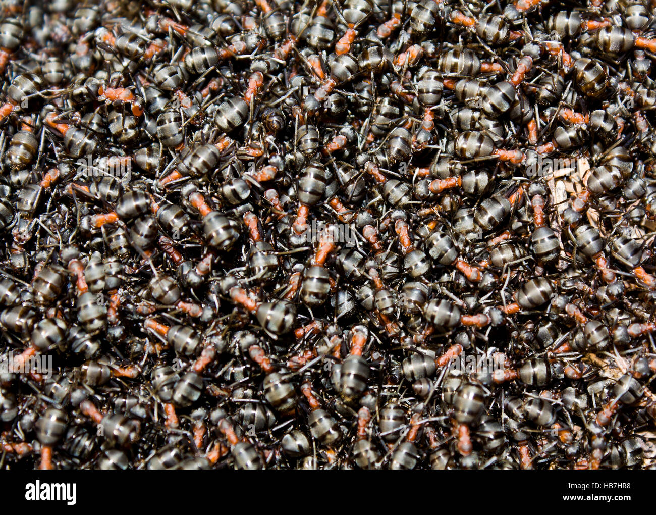 Ants working hi-res stock photography and images - Alamy