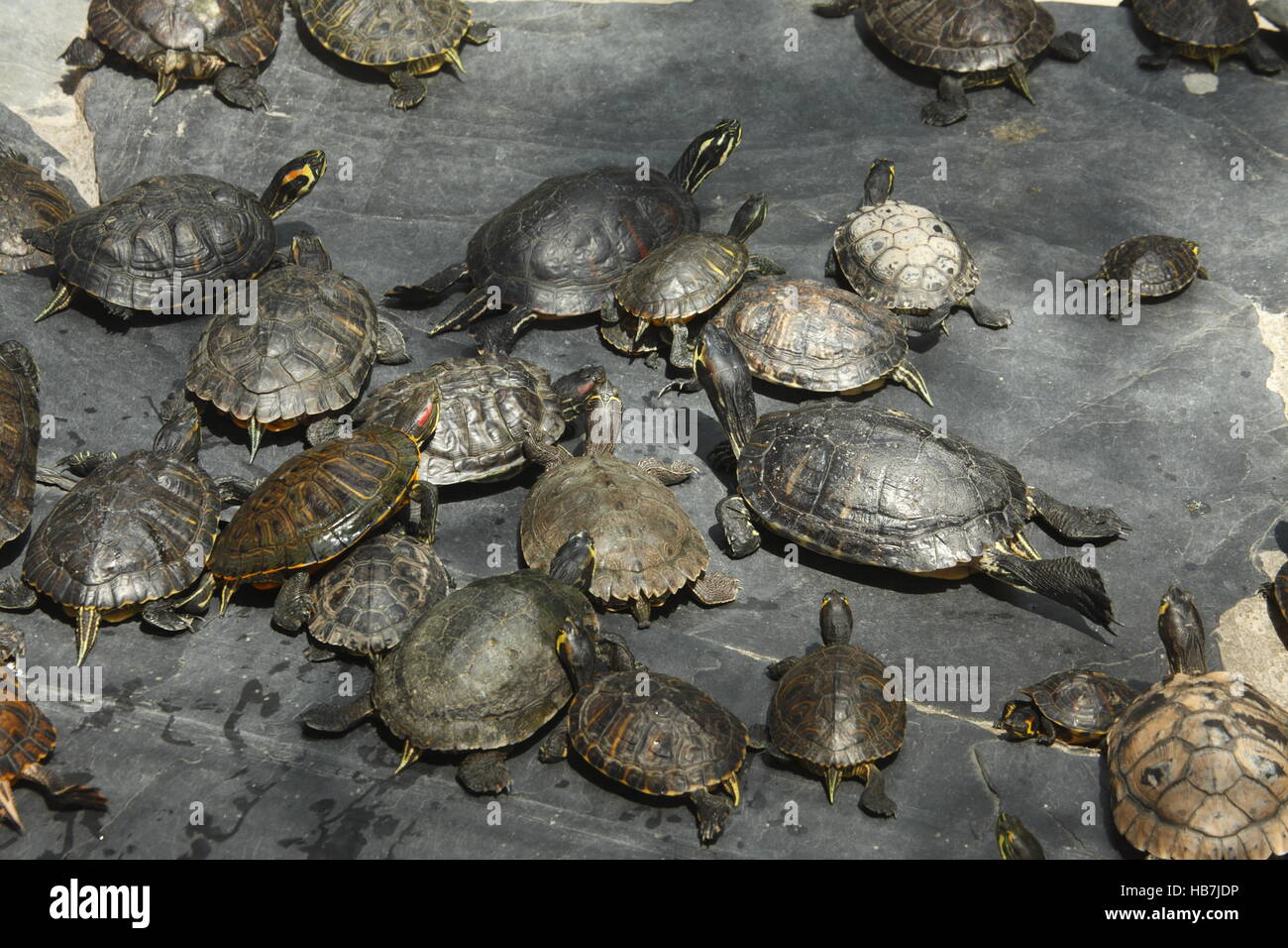 Station turtle hi-res stock photography and images - Alamy