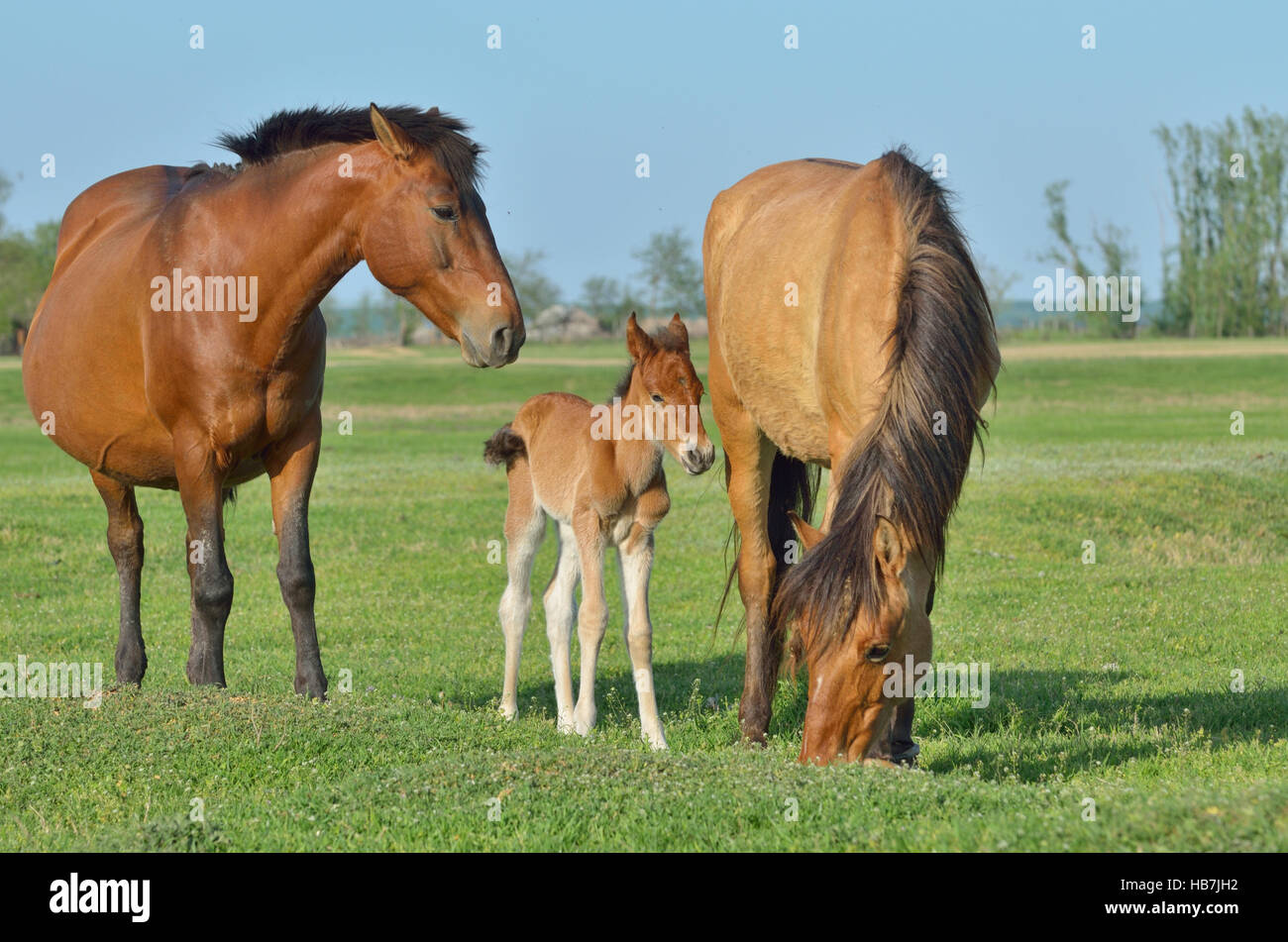 Horses family in a meadow in spring time Stock Photo - Alamy
