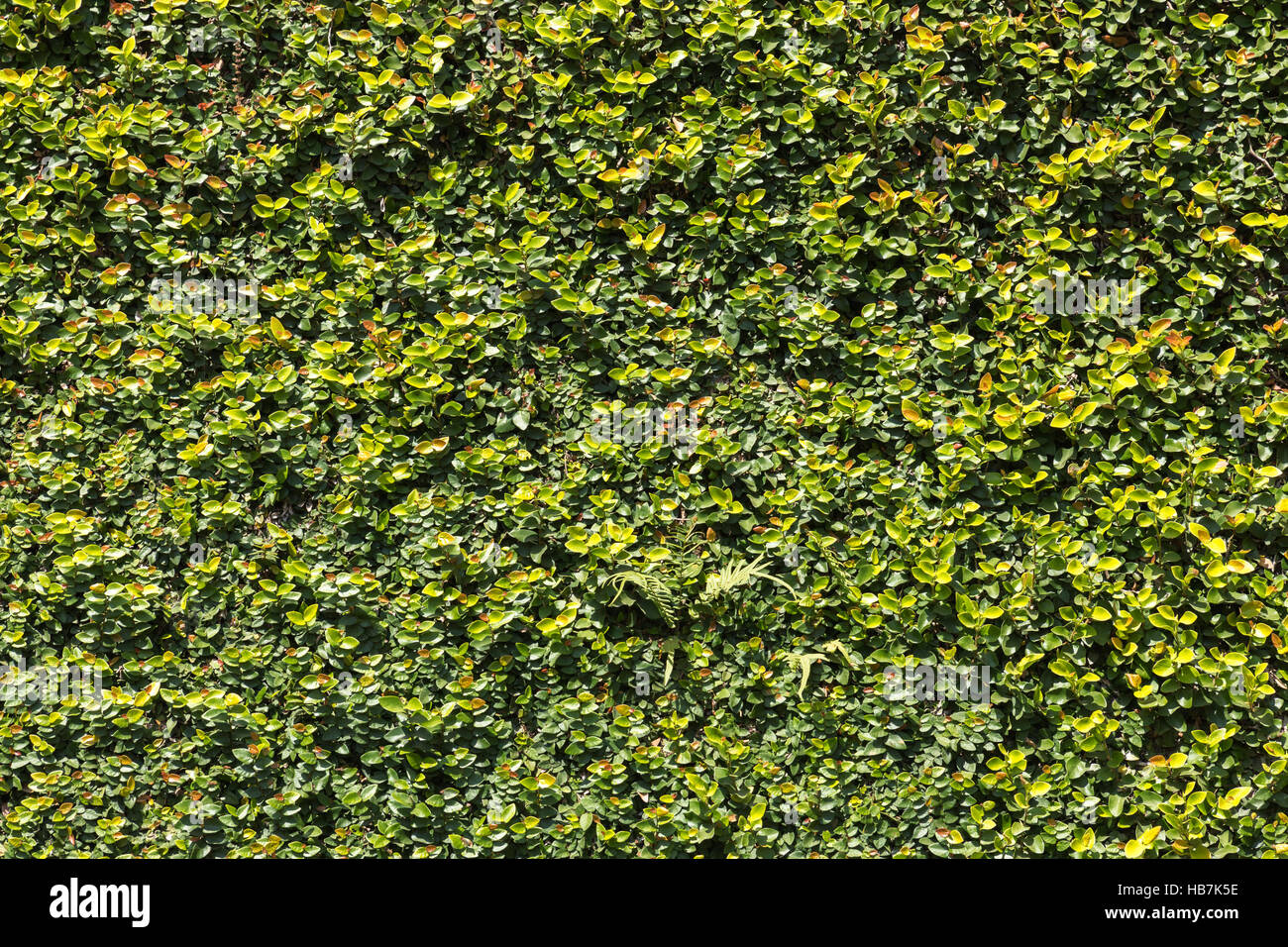 Green leaves wall texture Stock Photo - Alamy