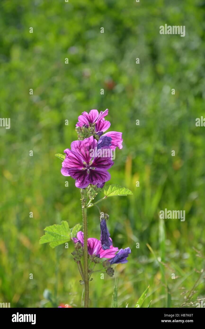 wild mauve mallow (mallow silvestris) on the meadow with fresh and ...