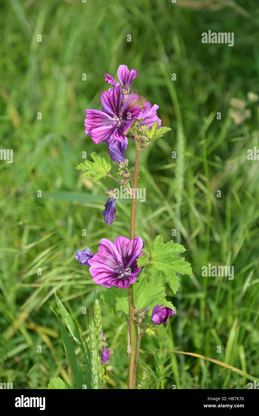wild mauve mallow (mallow silvestris) on the meadow with fresh and ...