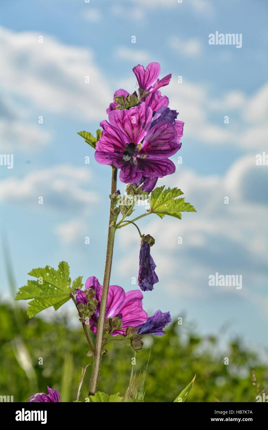 wild mauve mallow (mallow silvestris) on the meadow with blue sky Stock ...