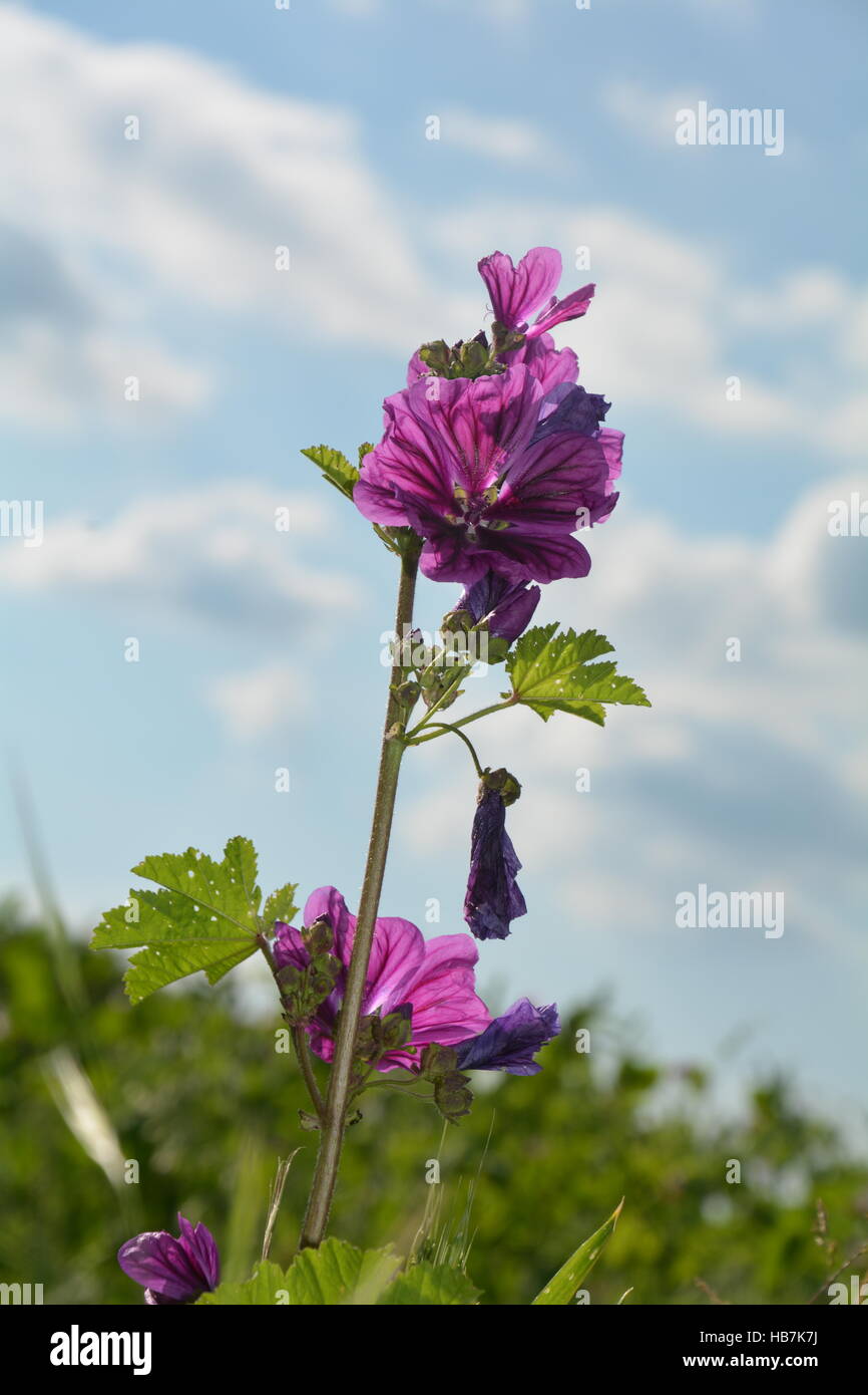 wild mauve mallow (mallow silvestris) on the meadow with blue sky Stock ...