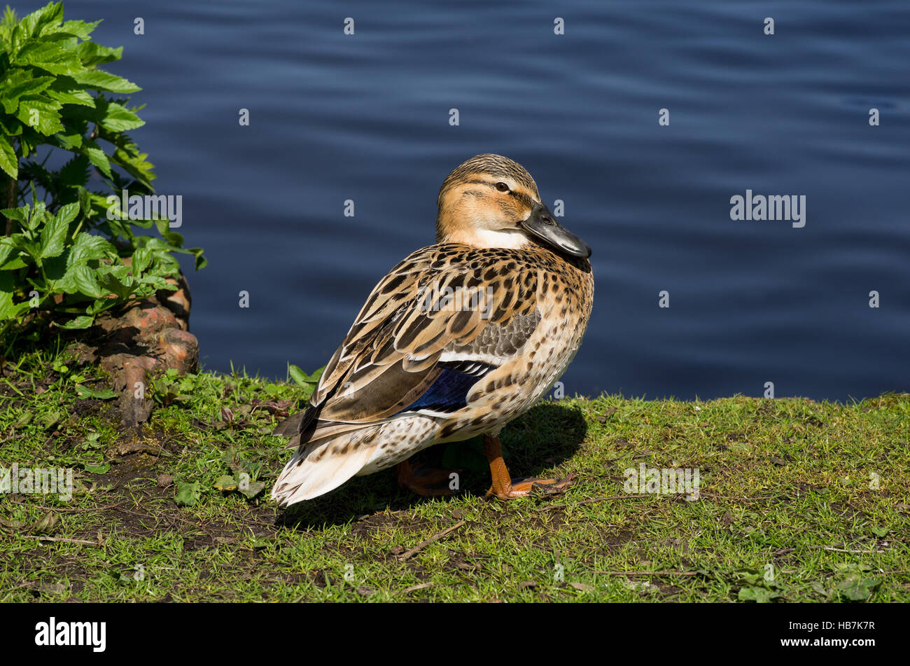 duck on water Stock Photo - Alamy