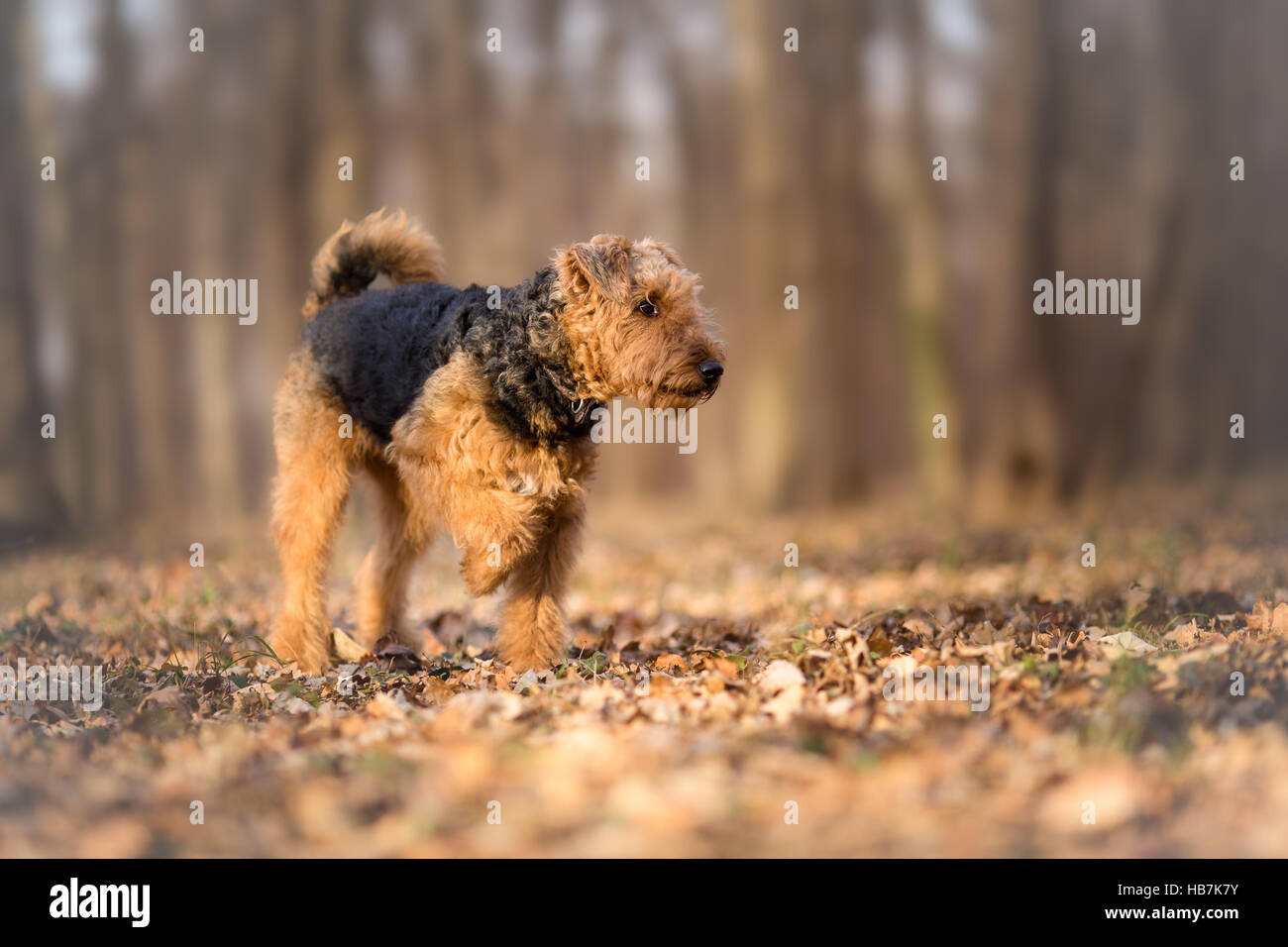 Airedale Terrier in the forest Stock Photo - Alamy