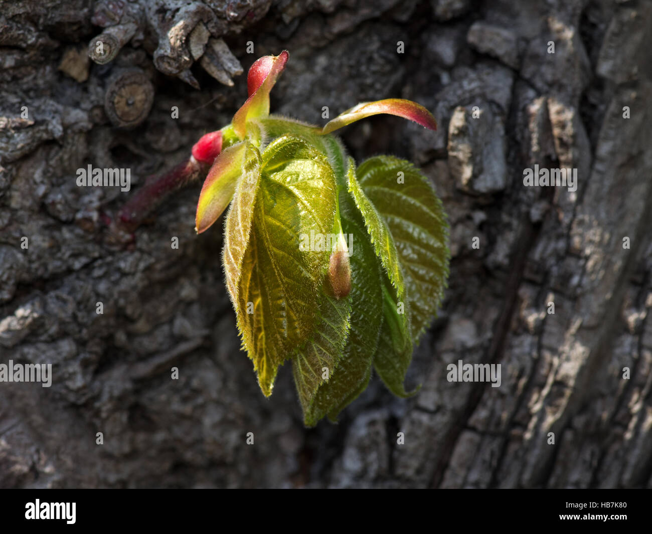Sprout tree hi-res stock photography and images - Alamy