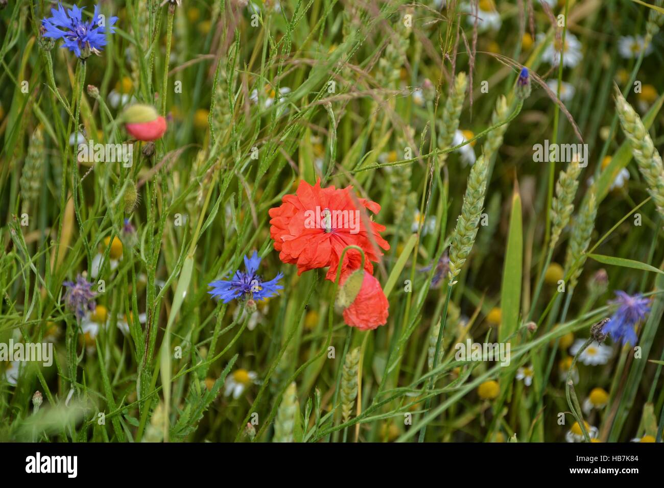 Poppy and cornflower hi-res stock photography and images - Alamy