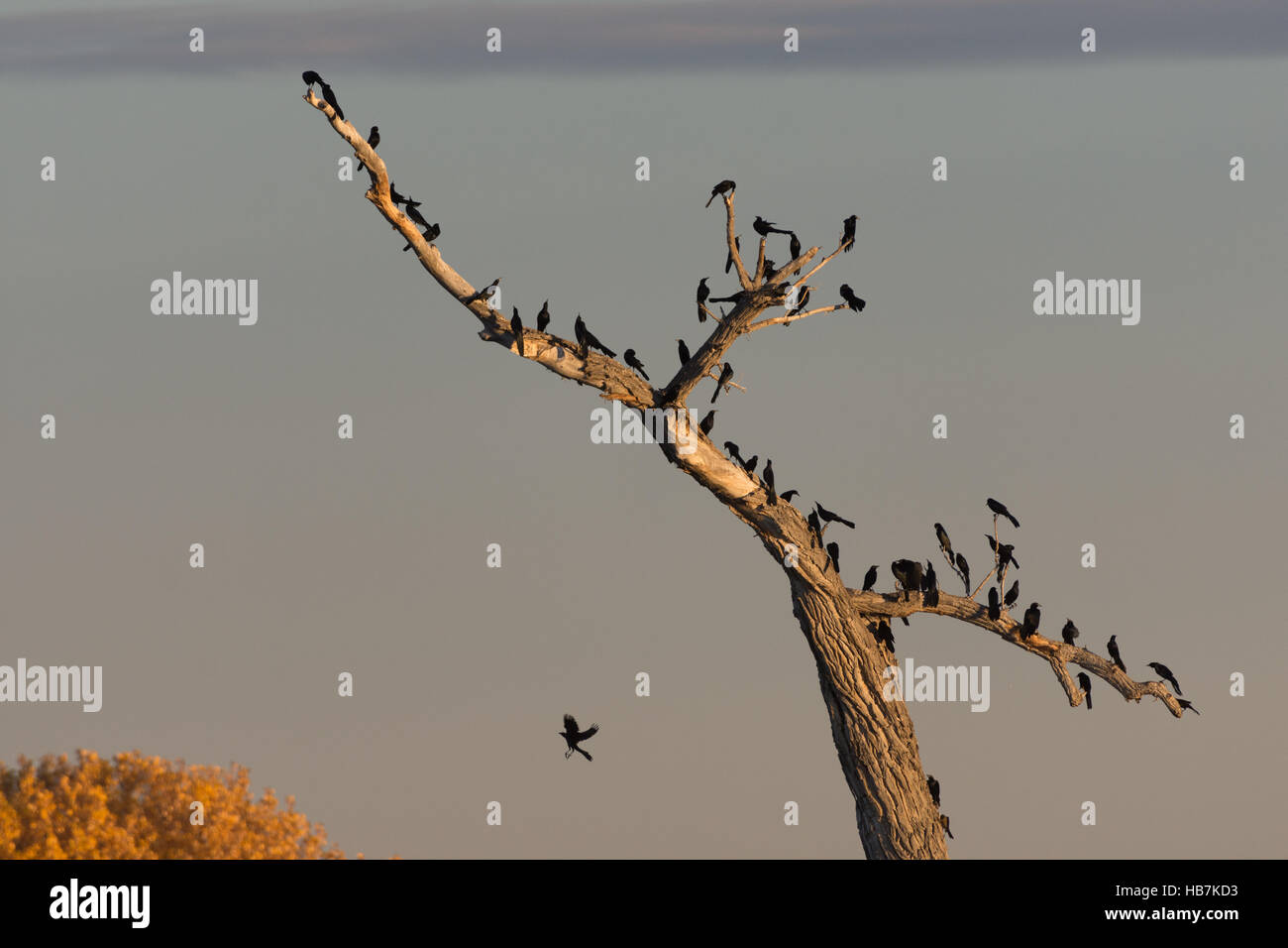 Grackles hi-res stock photography and images - Alamy