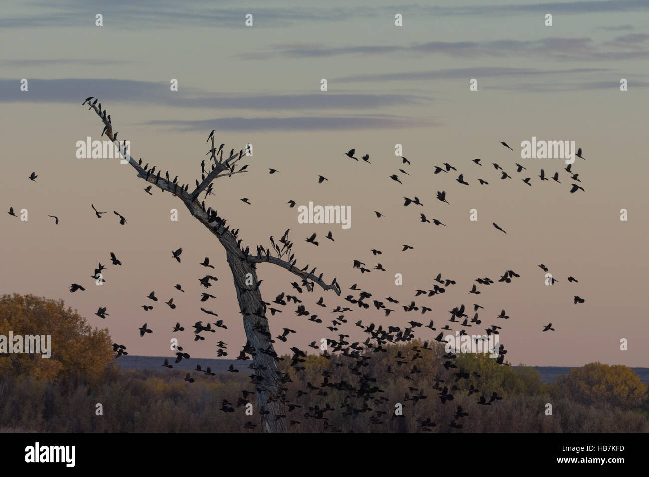 Grackles hi-res stock photography and images - Alamy