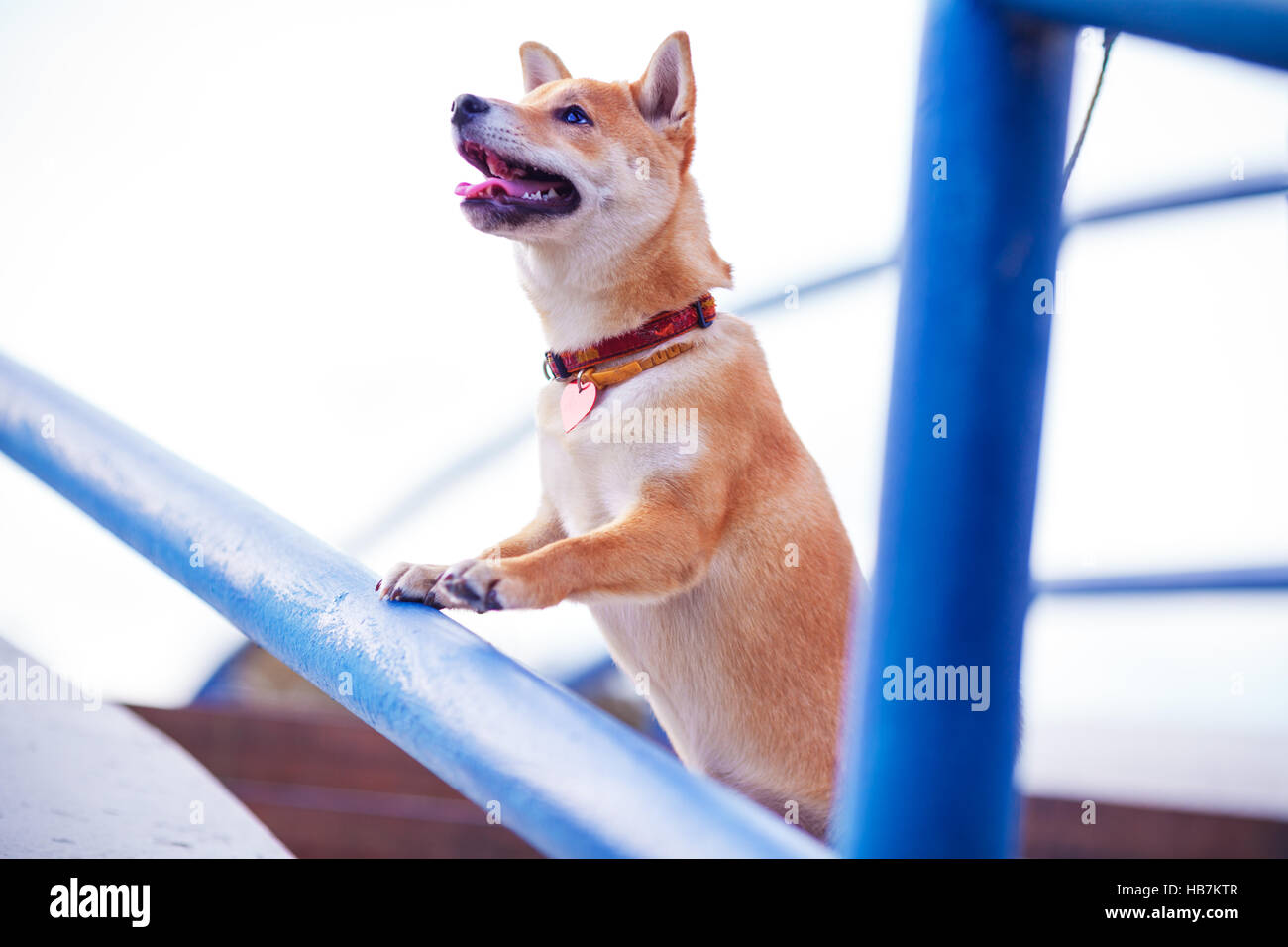 Curious dog looking for smth on blue stairs Stock Photo - Alamy