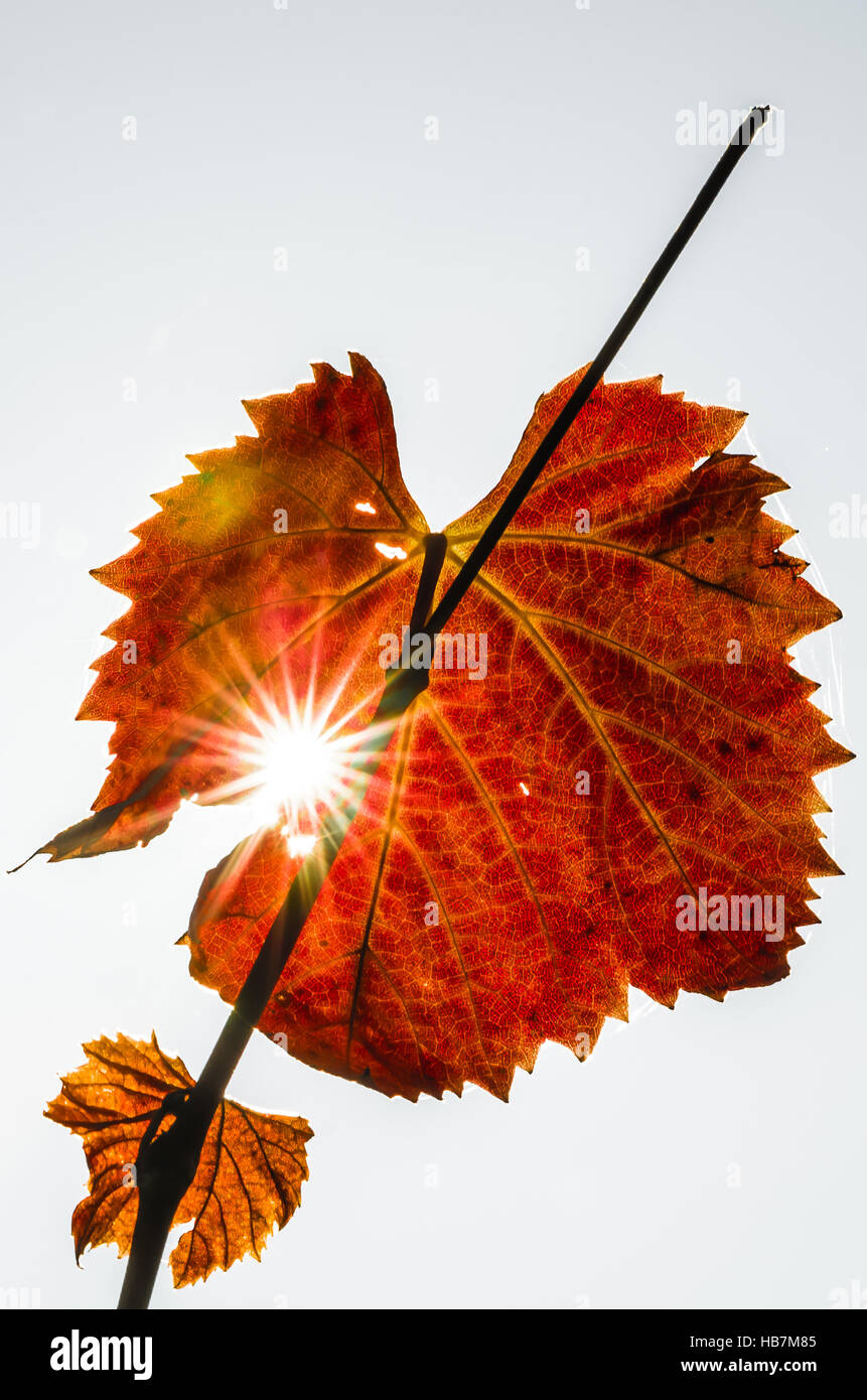 Whimsical Fall Leaf Vine