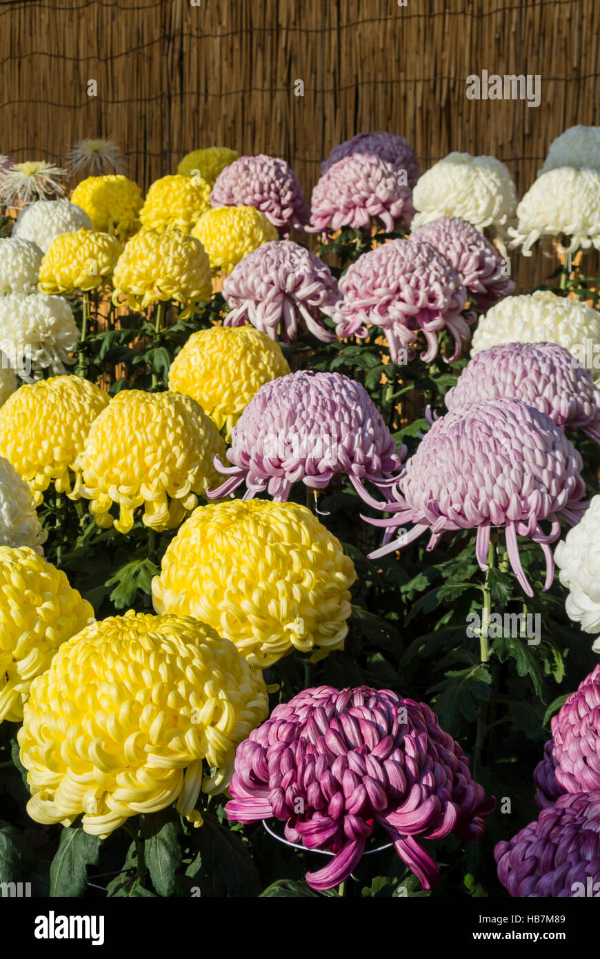 Chrysanthemums plant in autumn garden hi-res stock photography and ...