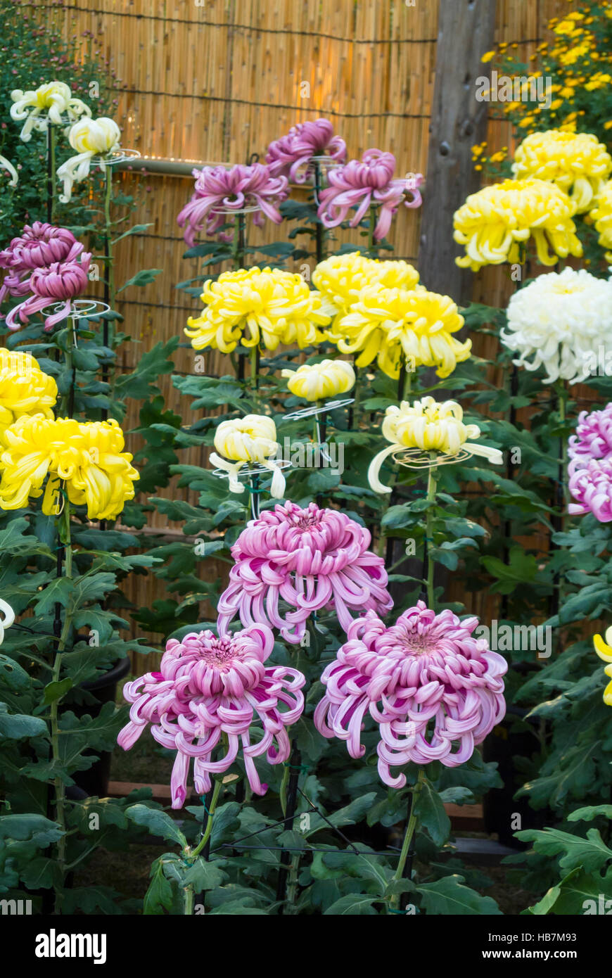chrysanthemums in autumn Stock Photo - Alamy