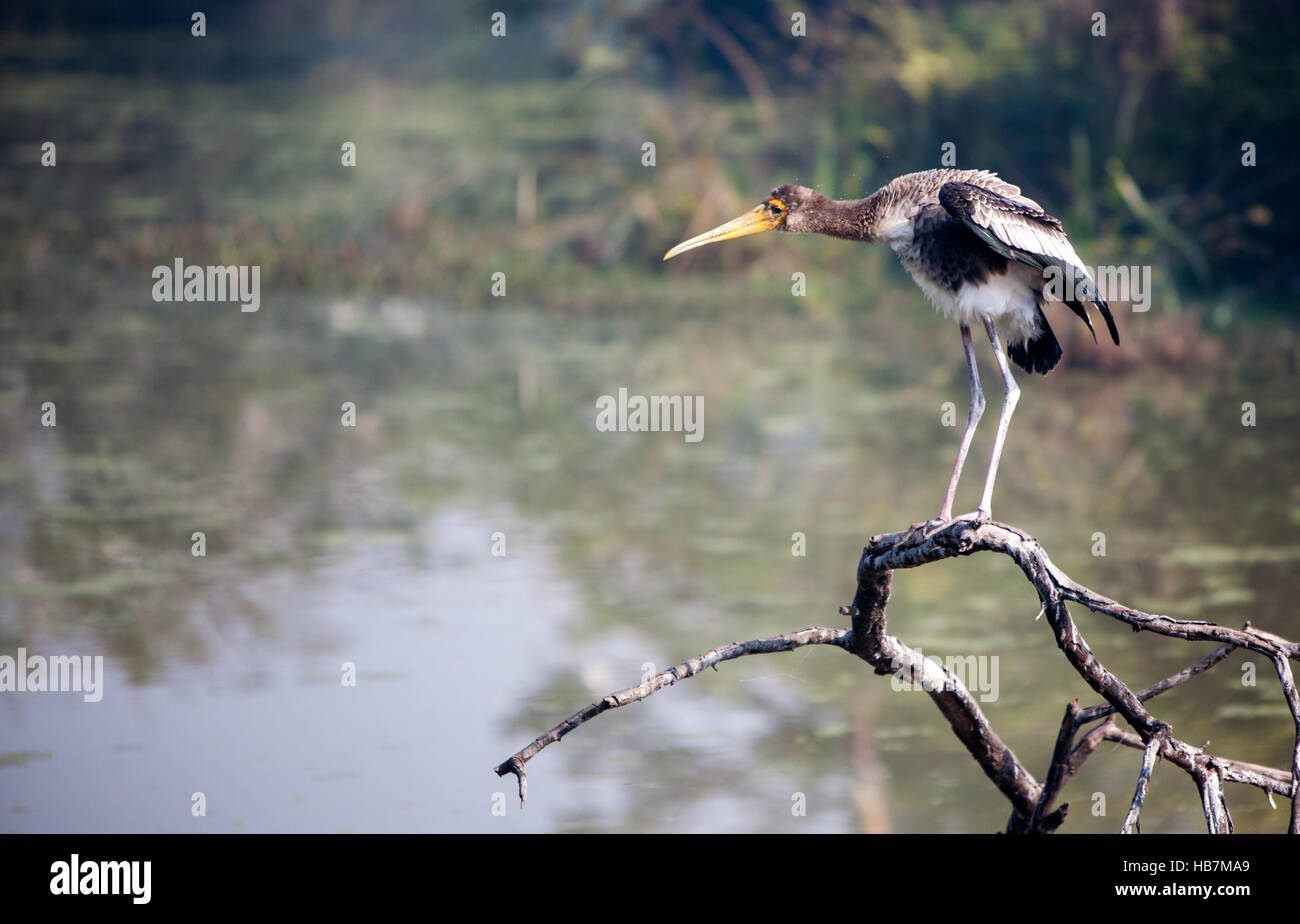 230 park hi-res stock photography and images - Alamy